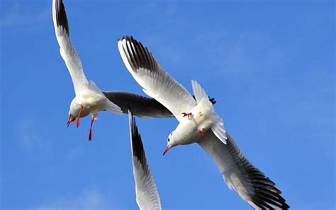動物圖集飛翔的海鳥 每日頭條