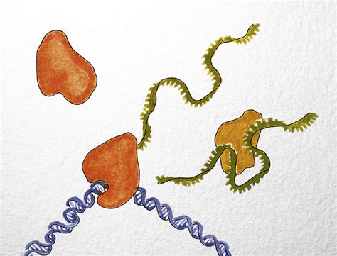 Stochasticity Individuality And Behavior Current Biology