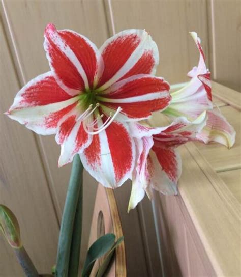 這些朱頂紅品種稀有花開爛漫驚艷了時光溫暖了歲月 每日頭條
