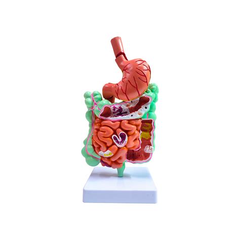 Aparelho Digestivo Maqueta Renderização 3d Realista Do Sistema