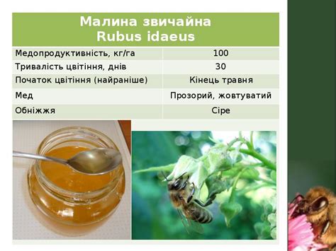 МЕДОНОСНІ РОСЛИНИ