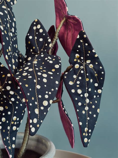 Begonia Maculata Foxandpigeon