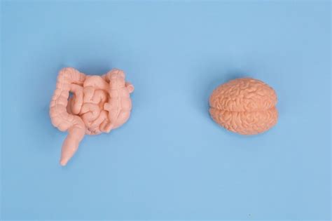 Gut Brain Connection How Gut Health Affects Mental Being