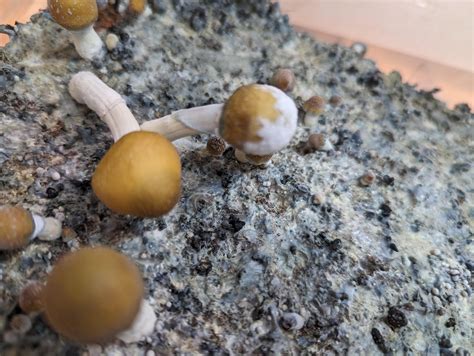 4th Flush Holy Ghost Whats The White Stuff Growing On The Cap Rcontamfam