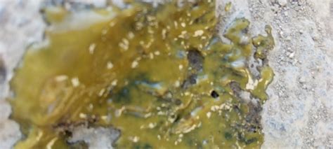 Poultry Disease Detector Object Detection Dataset By Sliit