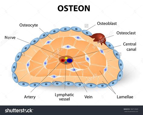 Osteon Development Structure Osteoblast Osteocyte Osteoclast Stock Osteoclast Osteoblast