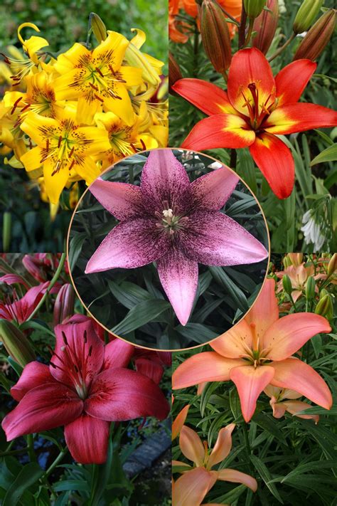 Tanie Zestaw Lilii Azjatyckich Cebulek Najtaniej Hurt Detal Botanik Sklep Online