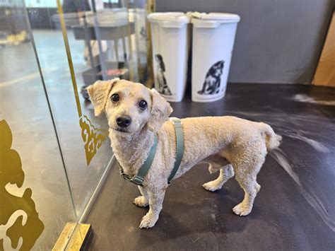 푸들 둥이 포메라니안특징 푸들특징 토이푸들특징 골든리트리버특징 래브라도리트리버특징 닥스훈트특징 도베르만특징 말티치특징 말티폼특징 보더콜리특징 프렌치불독특징 빠삐용특징 파피용