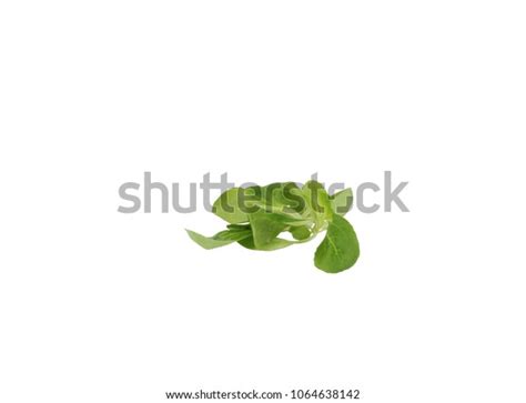 Mache Common Cornsalad Rapunzel Field Salad Stock Photo Shutterstock