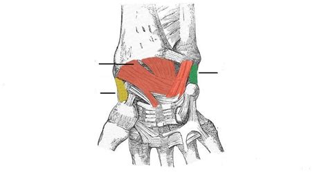 Radiocarpal Joint Diagram Quizlet