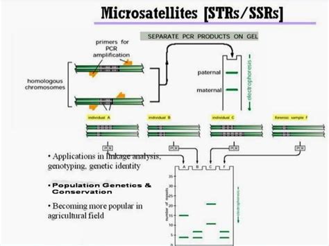 Microsatellites Markers