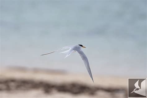 コアジサシ 恋の季節 沖縄で野鳥観察