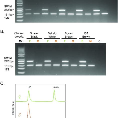 Specificity And Sensitivity Of The New PCR Sexing Assay Based On SWIM Download Scientific