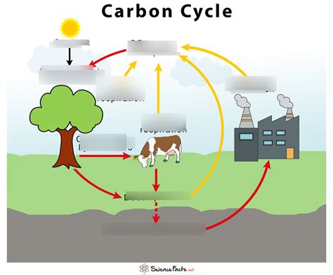 Diagram Of Biology Chapter 3 Ecology Quizlet