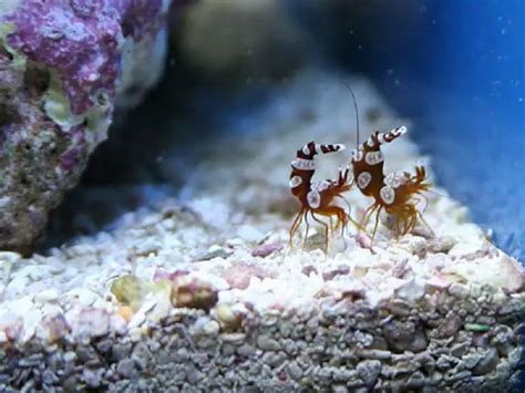 The Complete Guide To Sexy Shrimp Care Fishkeeping World