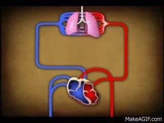 Circulatory System Animation