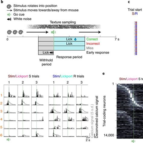 Imaging Task Dependent Activity In L2 3 Barrel Cortex During A Download Scientific Diagram