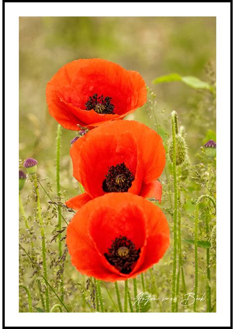 Dunnebier Home Poster Klaprozen Anton Van Beek Collectie Dunnebier Home