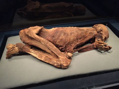 Gebelein Predynastic Mummies Six Naturally Mummified Bodies From The By Chelsea Queen Medium