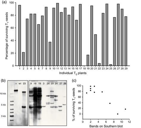 Transgene Integration And Inheritance A Percentage Of Download Scientific Diagram