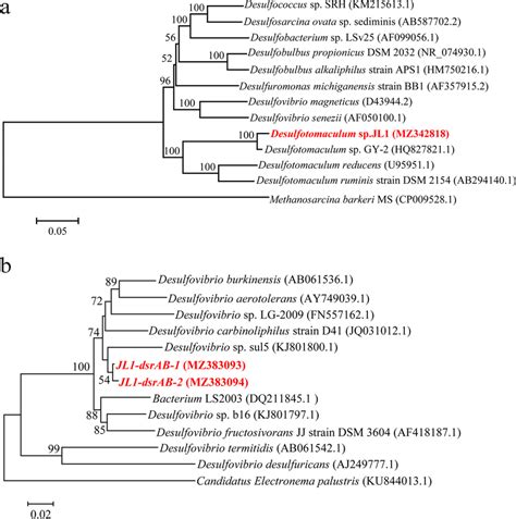 Cloning And Phylogenatic Feature Of The 16s Rrna A And Dissimilatory