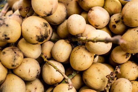 Closeup Of Lansones Or Lanzones Fruit Aka Langsat Or Lansium Domesticum