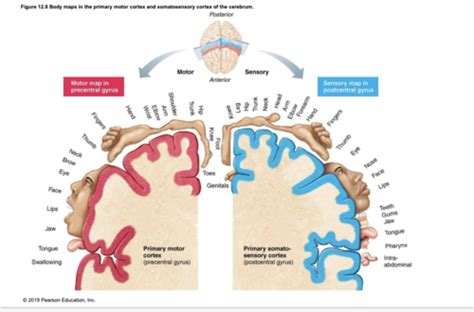Exam 4 A P Chapter 12 Cerebral Cortex Flashcards Quizlet