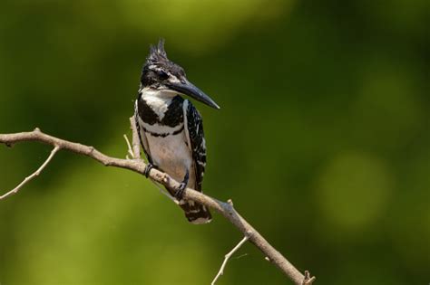 파이드 킹피셔 세릴 레 루디스 종의 물 검은 색과 흰색 킹 피셔는 아프리카와 아시아에 널리 분포되어 있습니다 물고기 사냥 감정에 대한 스톡 사진 및 기타 이미지 Istock