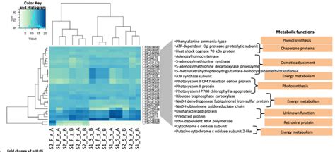 hierarchically clustered heat map of 30 differentially expressed genes