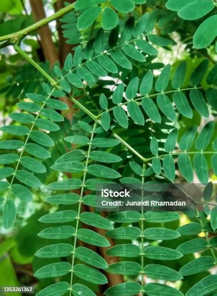 Daun Kecil Yang Indah Di Taman Foto Stok Unduh Gambar Sekarang Alam