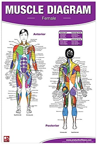 Premium Female Muscle Diagram Anterior And Posterior Muscle Chart