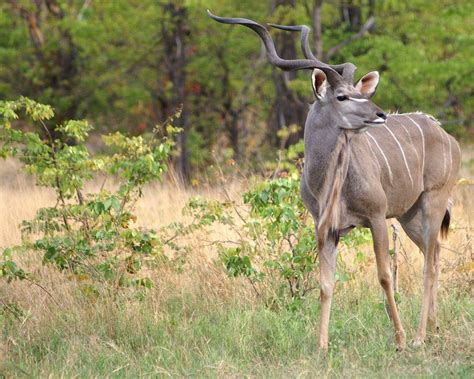 Kudu Wallpapers Wallpaper Cave