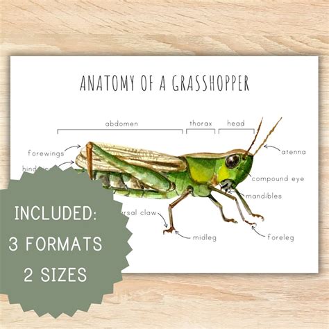 Grasshopper Etsy