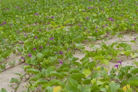 Rau Muống Biển Và Những Công Dụng Bạn Chưa Biết Rauxanh