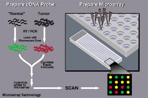 Overview Of A Two Colour Gene Expression Experiment Picture From Download Scientific Diagram