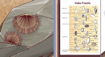 How To Make Fossils Using Plaster Of Paris 13 Steps