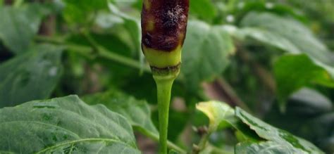 Areas Of Application Of Computer Vision In Agriculture