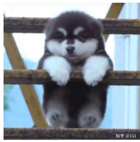 有没有万能的网友知道这个表情包是什么可可爱爱的小动物昂 知乎