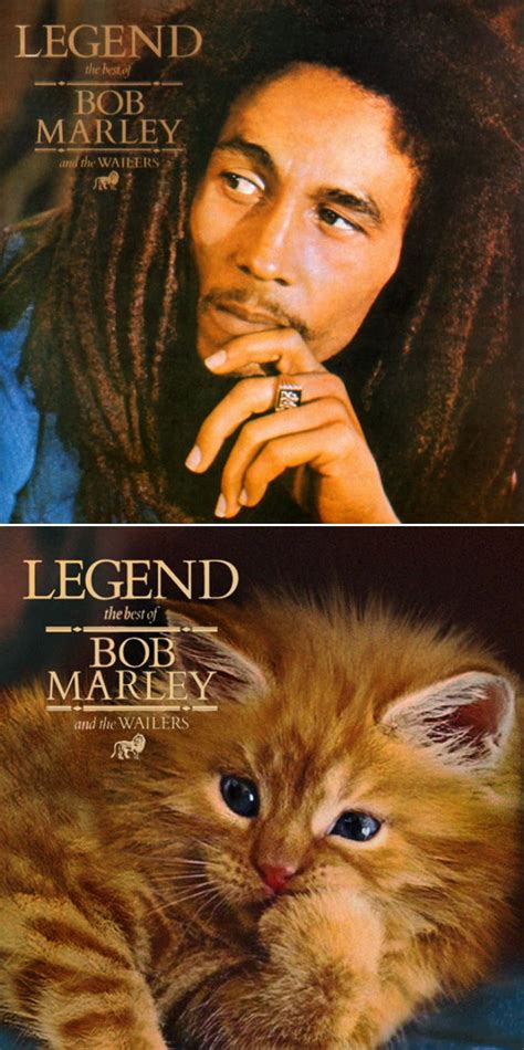Iconic Album Covers Recreated With Kittens Classic Album Covers Iconic Album Covers Album Covers