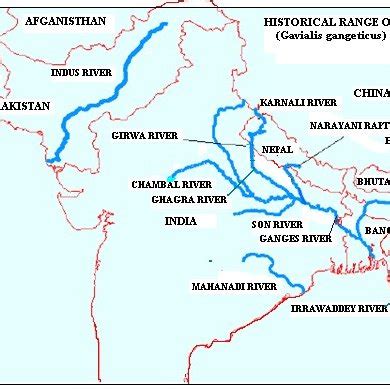 Pdf Indian Gharial Gavialis Gangeticus Status Ecology And Conservation