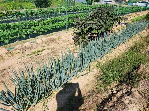 5월에 심는 작물 5월 텃밭 작물 알아보기 농사정보