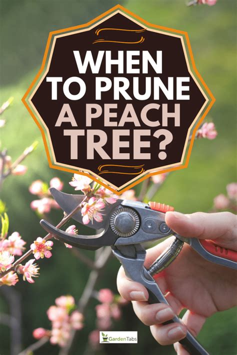 When To Prune A Peach Tree