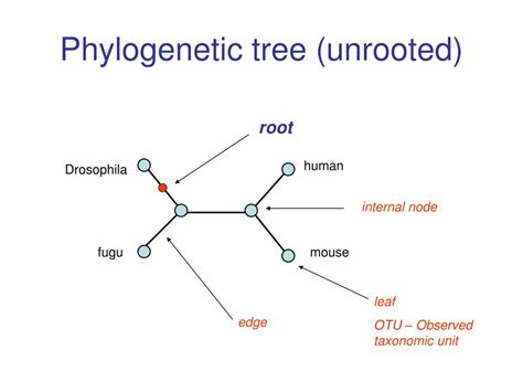 Ppt 101006 Evolutionphylogeny Powerpoint Presentation Free