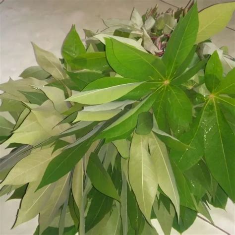 Daun Singkong Muda Dan Segar Enak Buat Lalap Lazada Indonesia