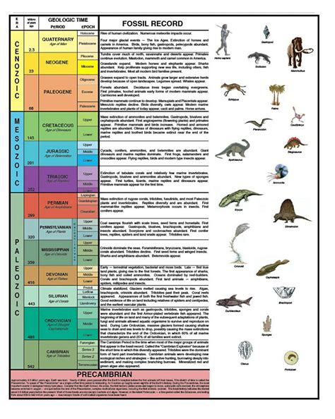 Fossil Record Worksheets