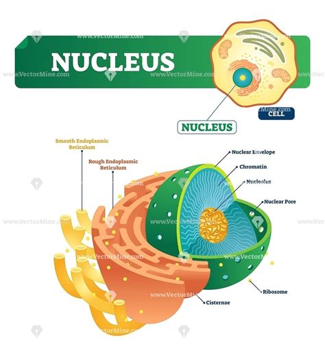 Nucleus Biology Diagram Ygraph
