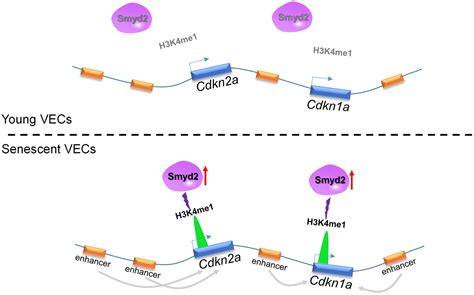 Histone Methyltransferase Smyd2 Drives Vascular Aging By Its Enhancer