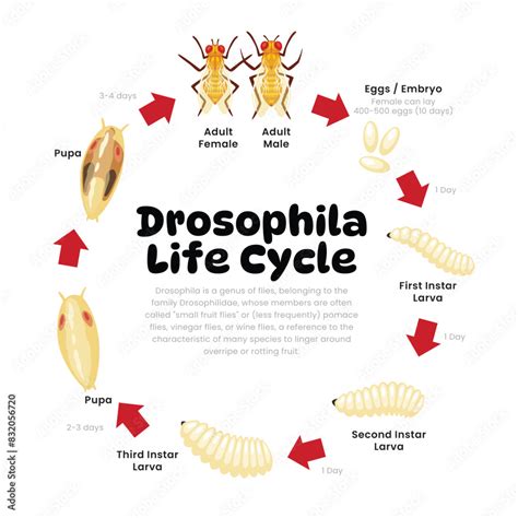 Drosophila Or Fruit Flies Life Cycle Diagram For Science Education