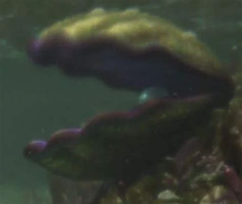 Giant Clam Animals Wiki Fandom