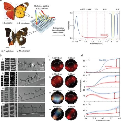 Reflection Splitting Effect And Morphology Of The Scales In Four